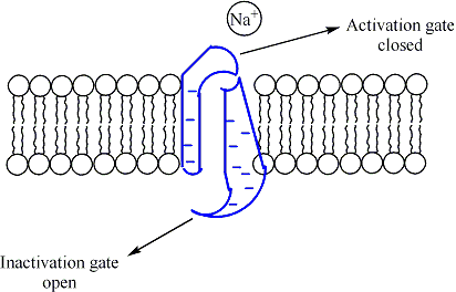 Muscle Contraction Process