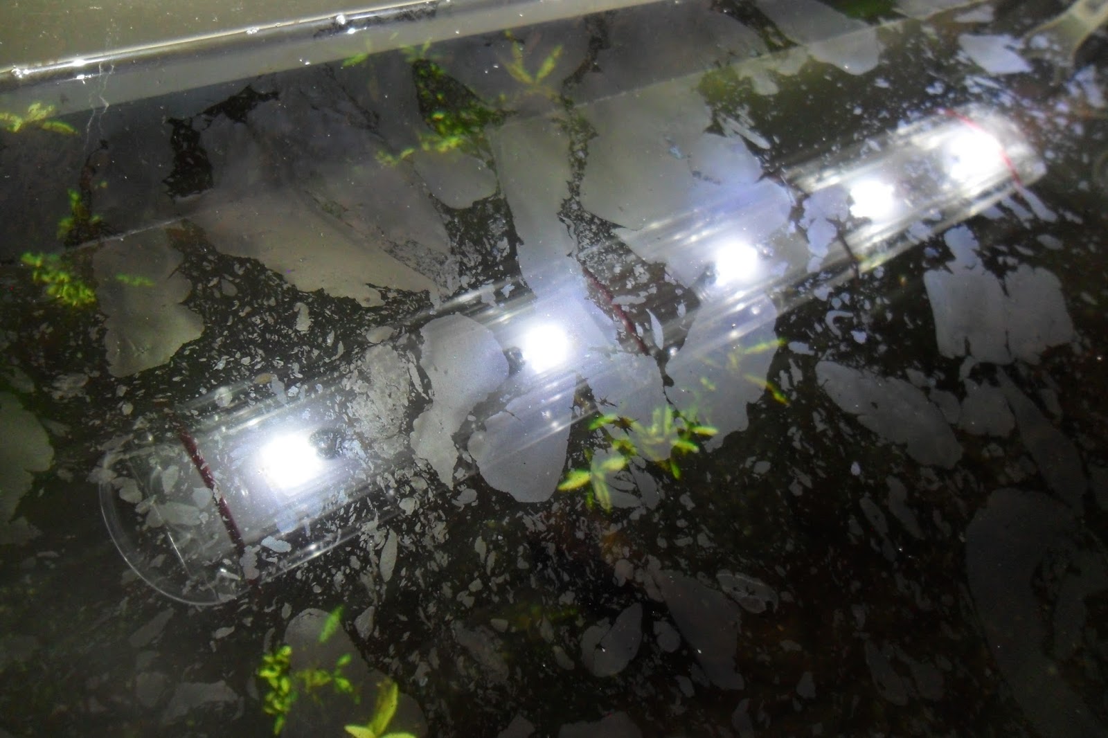 Two Years and Three Months of Cyanobacteria: Chapter 26. Scums and ...