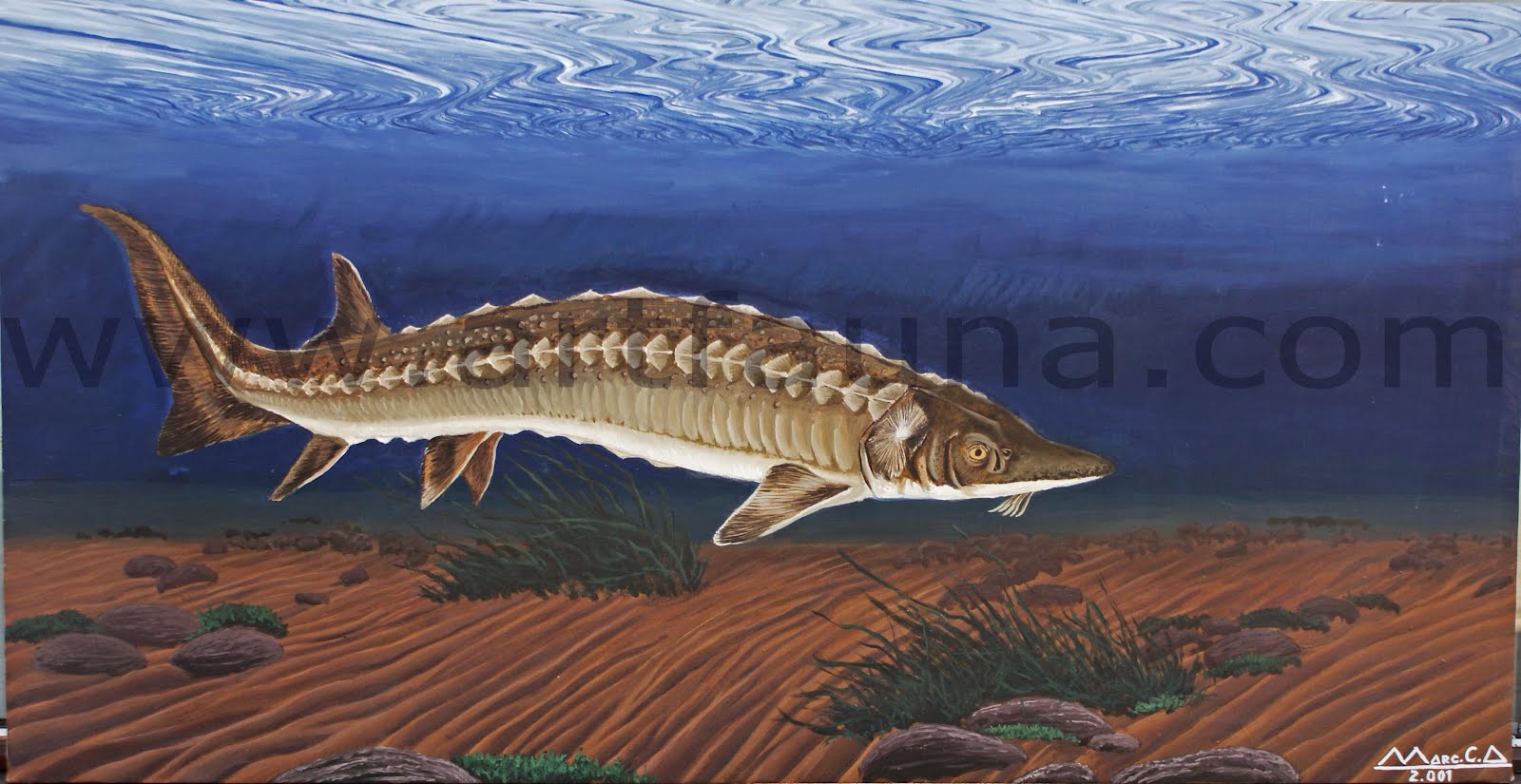 ARTFAUNA: ESTURIÓN COMÚN (Acipenser sturio)