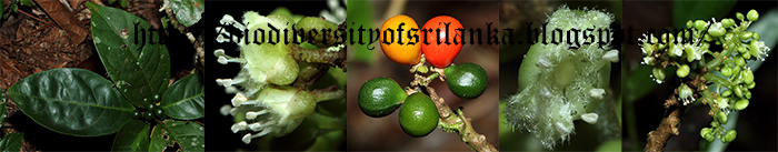 Biodiversity of Sri Lanka: වල් කොබ්බෑ[Wal Kobbe] (Allophylus zeylanicus)
