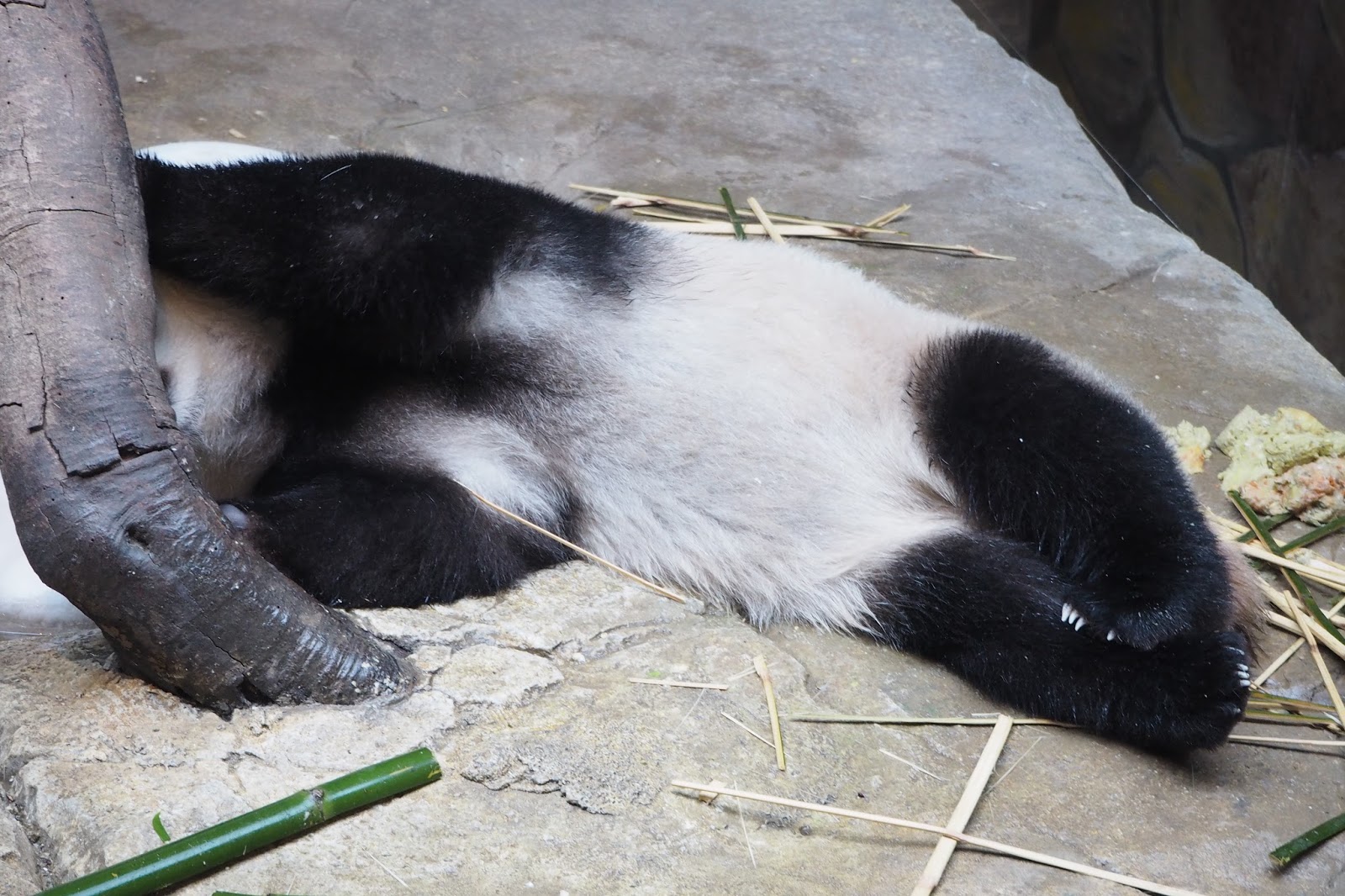 Kee Hua Chee Live!: AMBER CHIA BRINGS HER PARENTS CHIA HUN POY AND CHUA ...