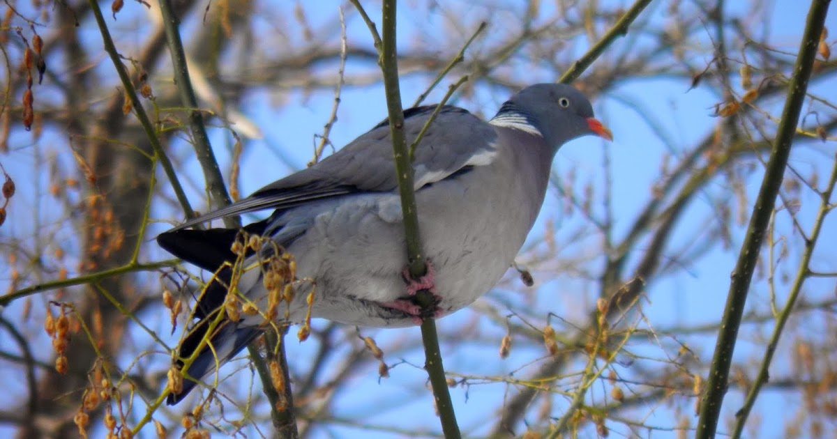 PASARI DIN ROMANIA: PORUMBEL SALBATIC GULERAT, Columba palumbus