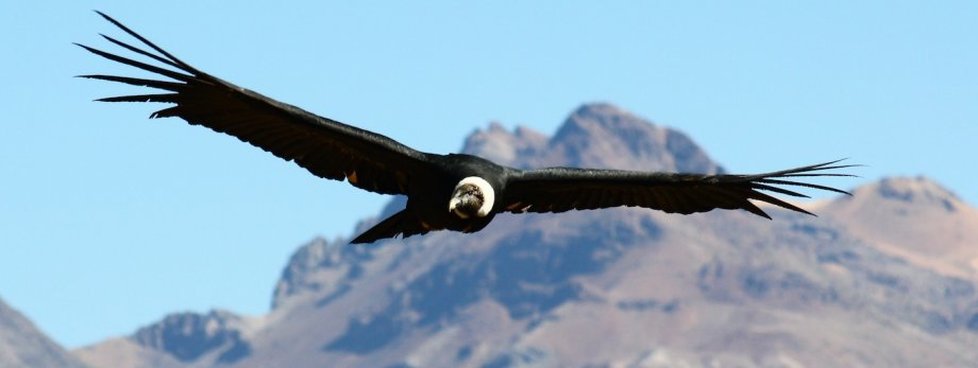 purpura: LISTADO PROVISORA PARTE-2 VIAJE A PERU PARA DIALOGAR CON EL INCA