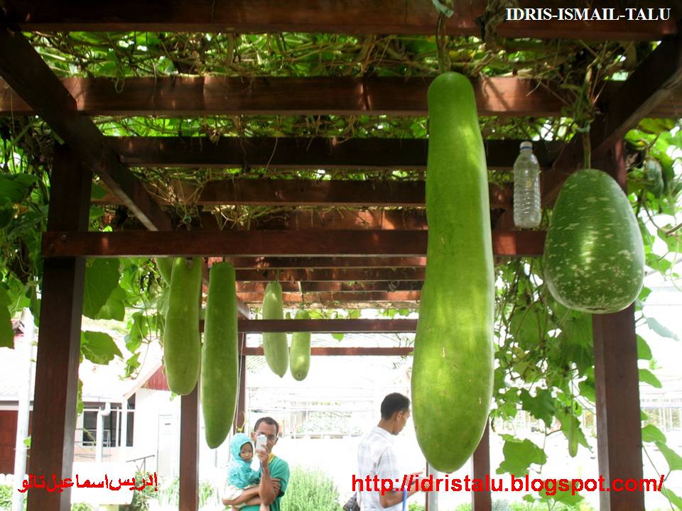 IdrisTalu: Labu - Cameron Highlands