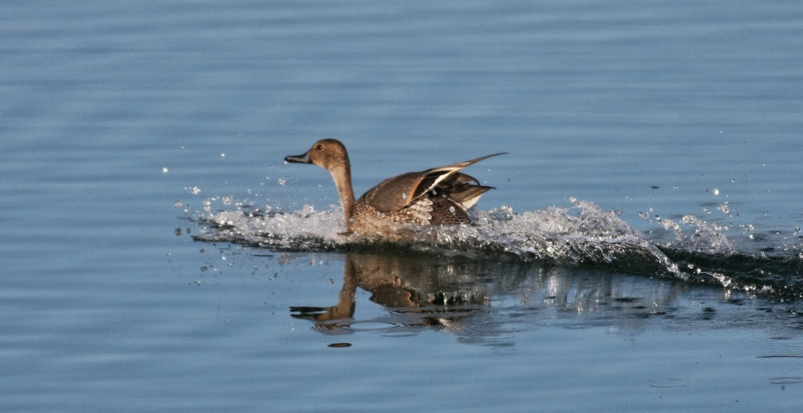 La Palma Birds: Northern Pintail