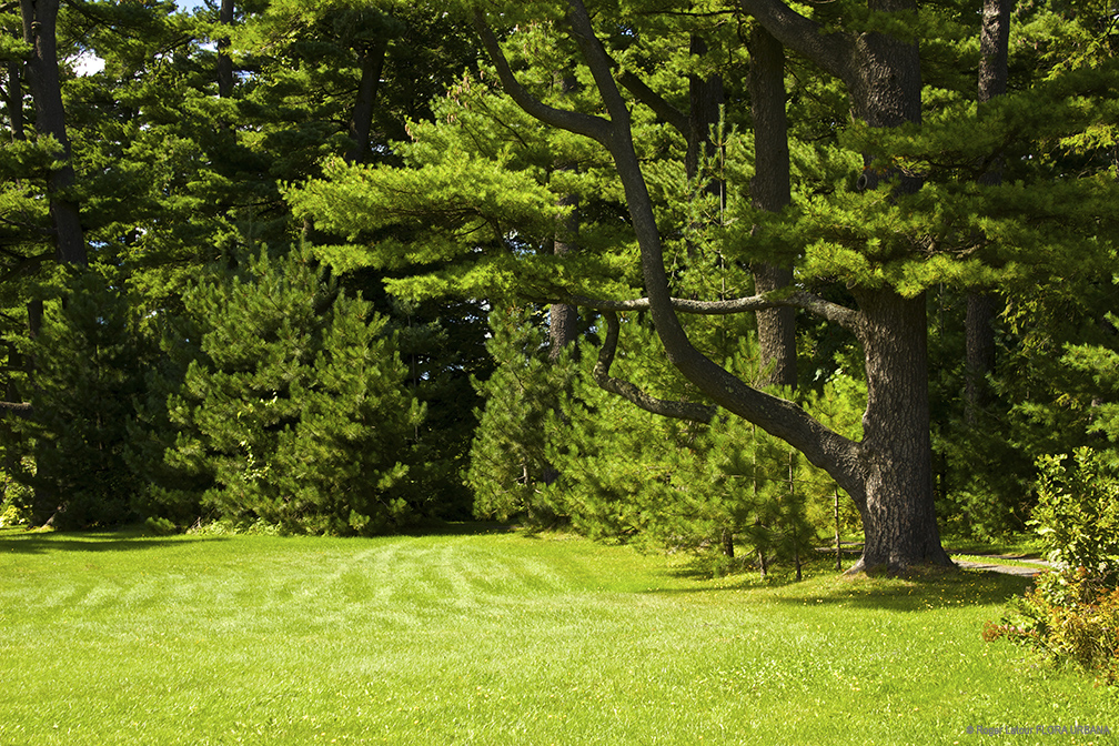 Flora Urbana: Lanoraie-d’Autray