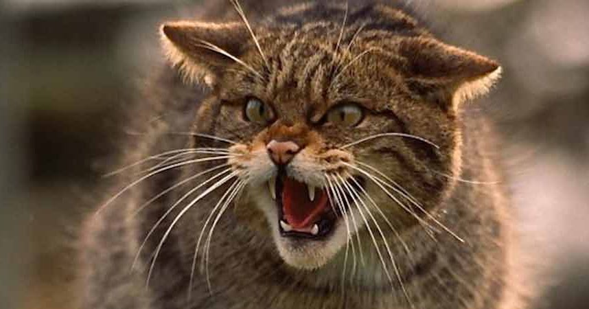 SOBRE EL ORIGEN DE LOS GATOS...