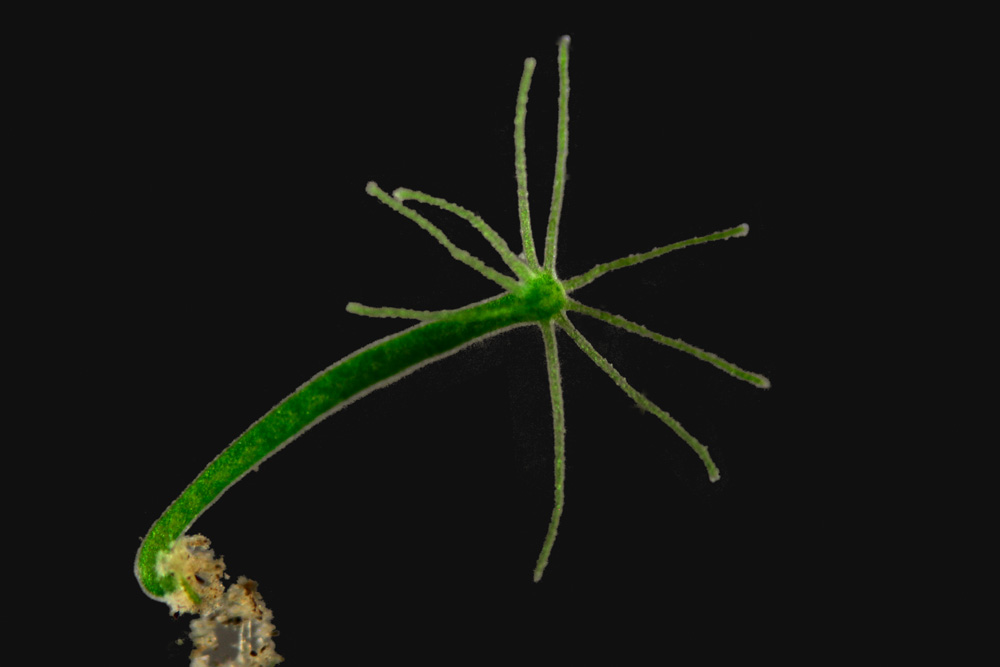 rara avis: Hydra viridis