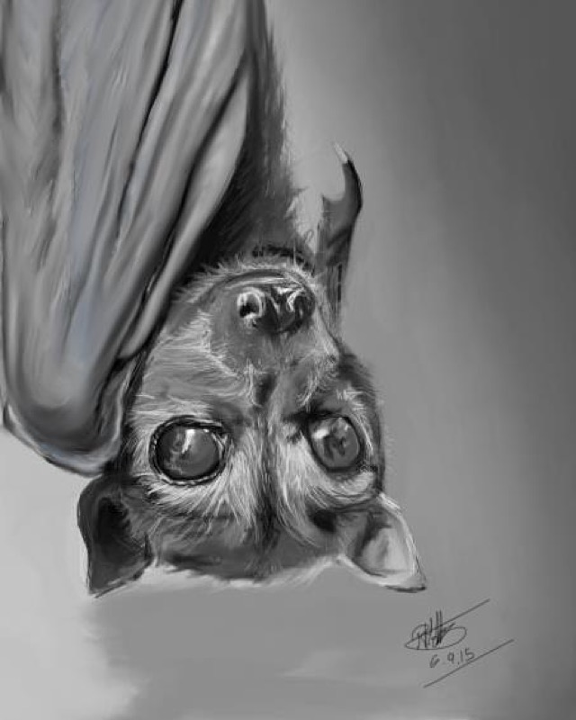 Skyenimals - An Animal Blog For Kids: The Beauty of Bats - by Rianne Hobbs
