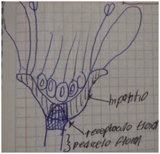 Botanica de las Plantas con Semillas