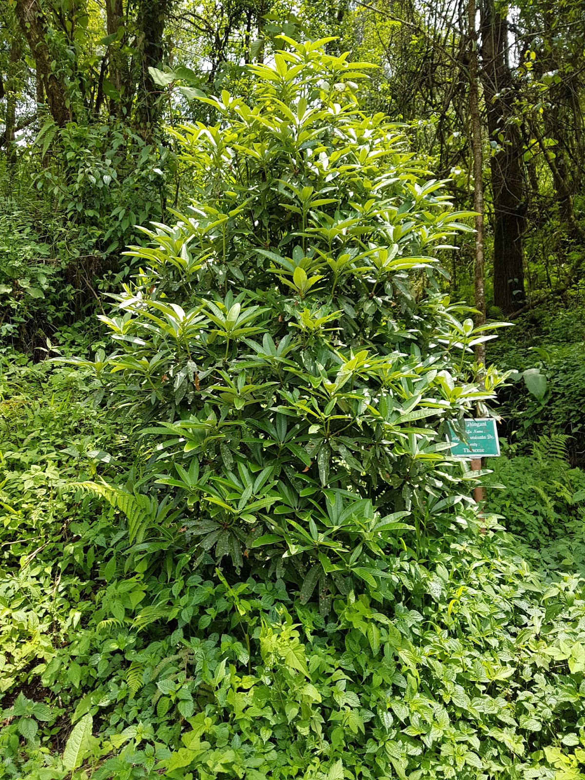 ki-jaana-main-kaun: The flora of Sikkim