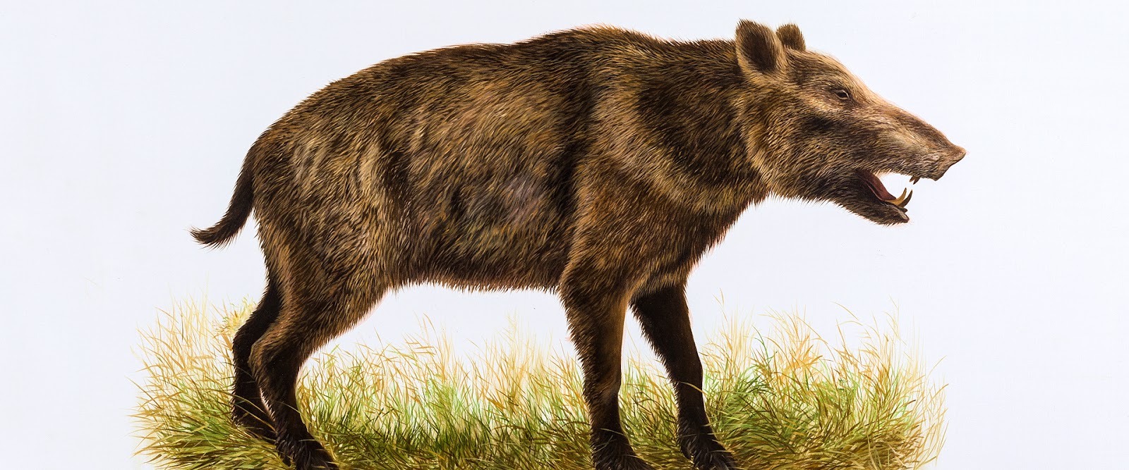 Palaeos, la historia de la Vida en la Tierra: ADN antiguo de pecarí