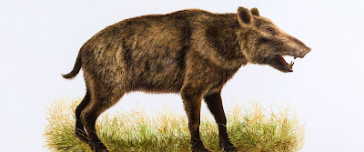 Palaeos, la historia de la Vida en la Tierra: ADN antiguo de pecarí