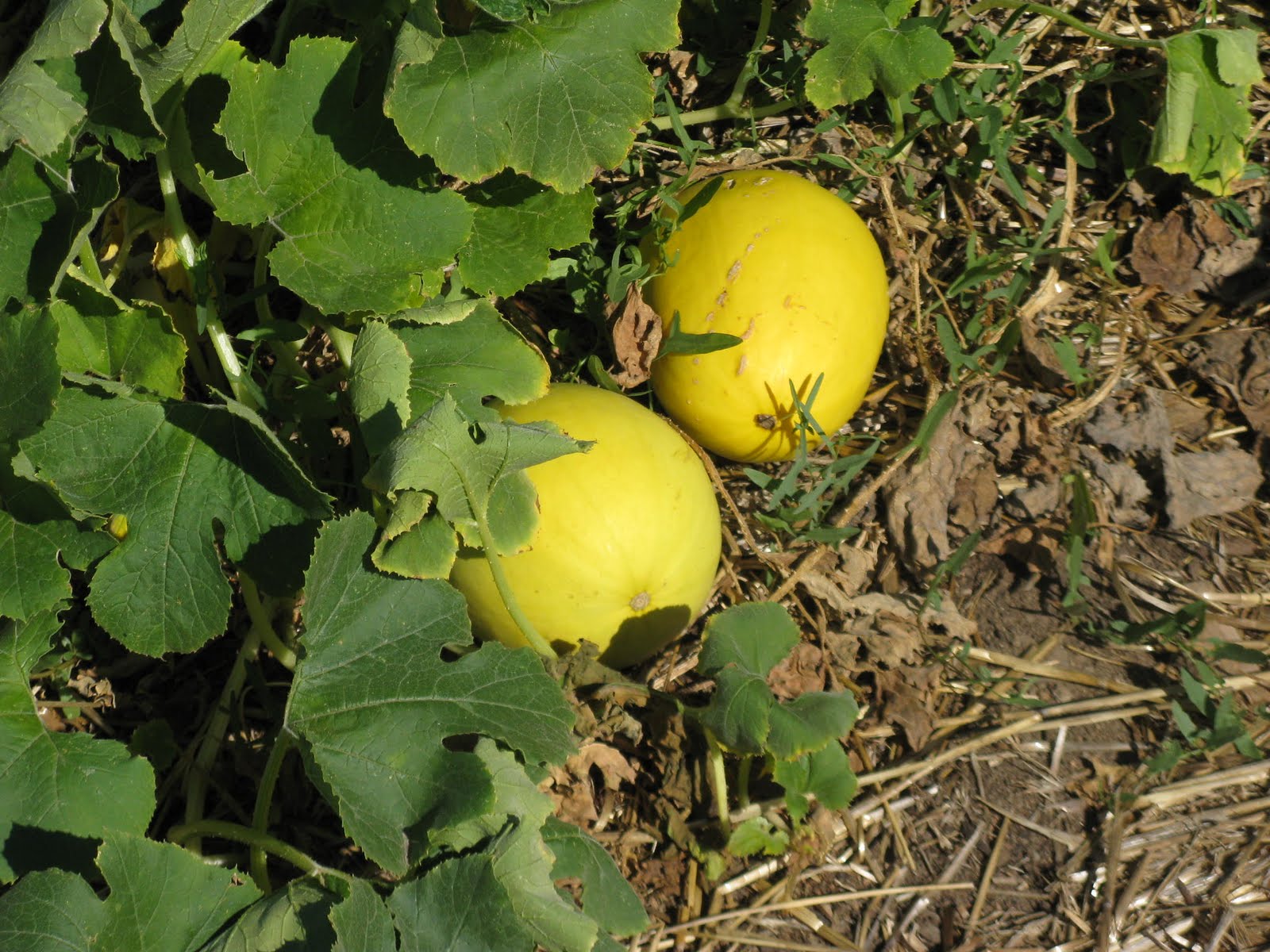 Front Range Food Gardener: Harvesting fall squash