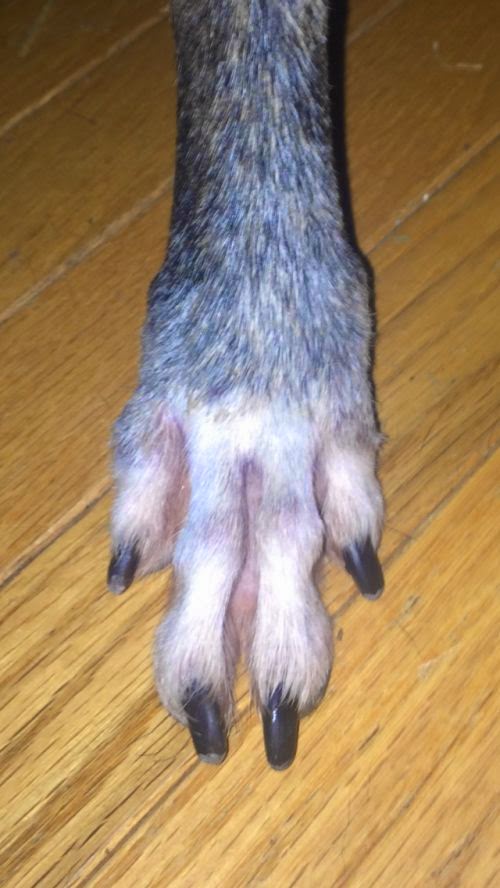 NEVER SAY NEVER GREYHOUNDS: Accident-Prone