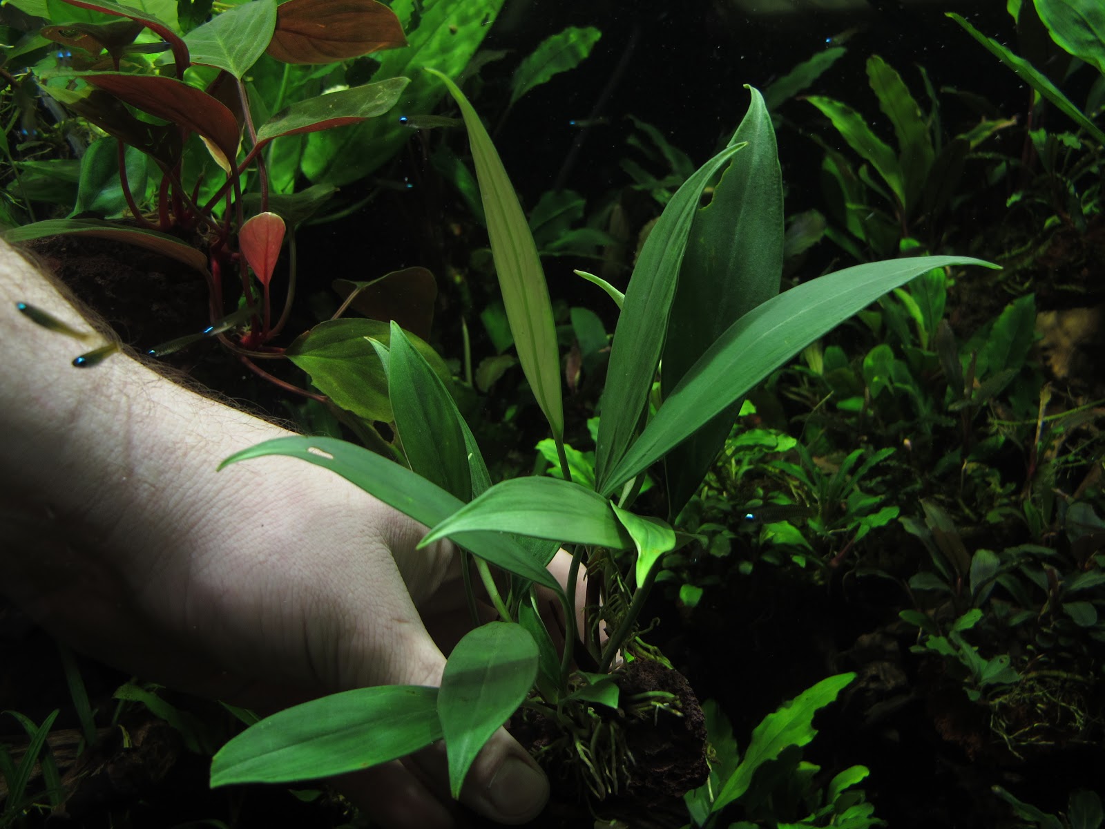 endemic plants: Aridarum nicolsonii