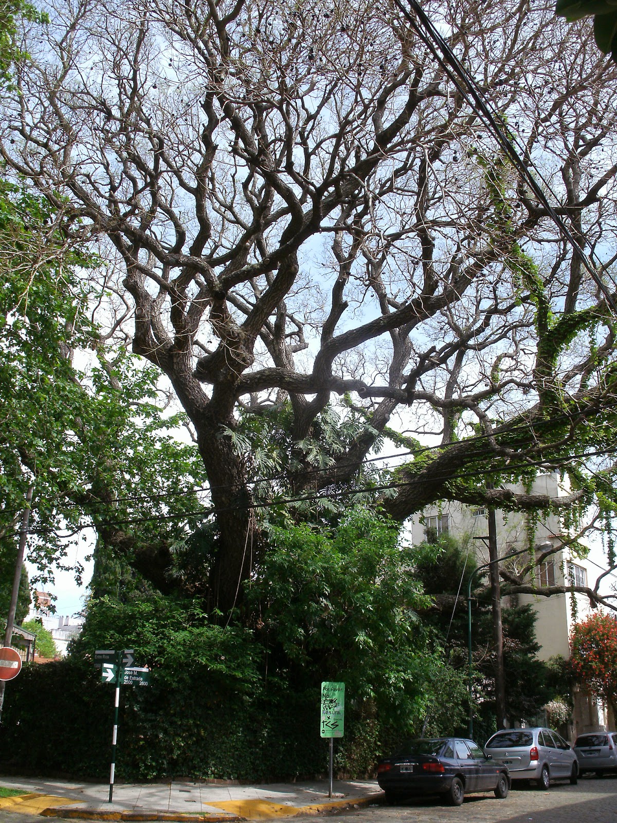 Mapa de flora nativa: Timbó, pacará, oreja de negro - Enterolobium ...