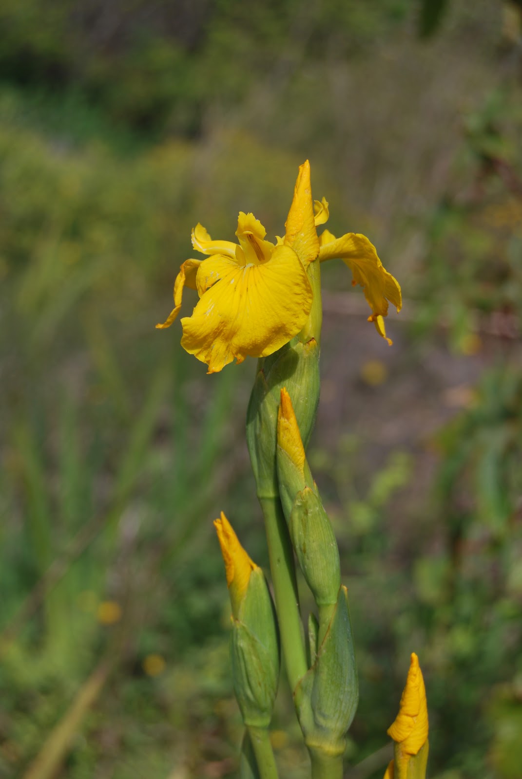 Los Colores de Motril: LIRIO AMARILLO (SILVESTRE)