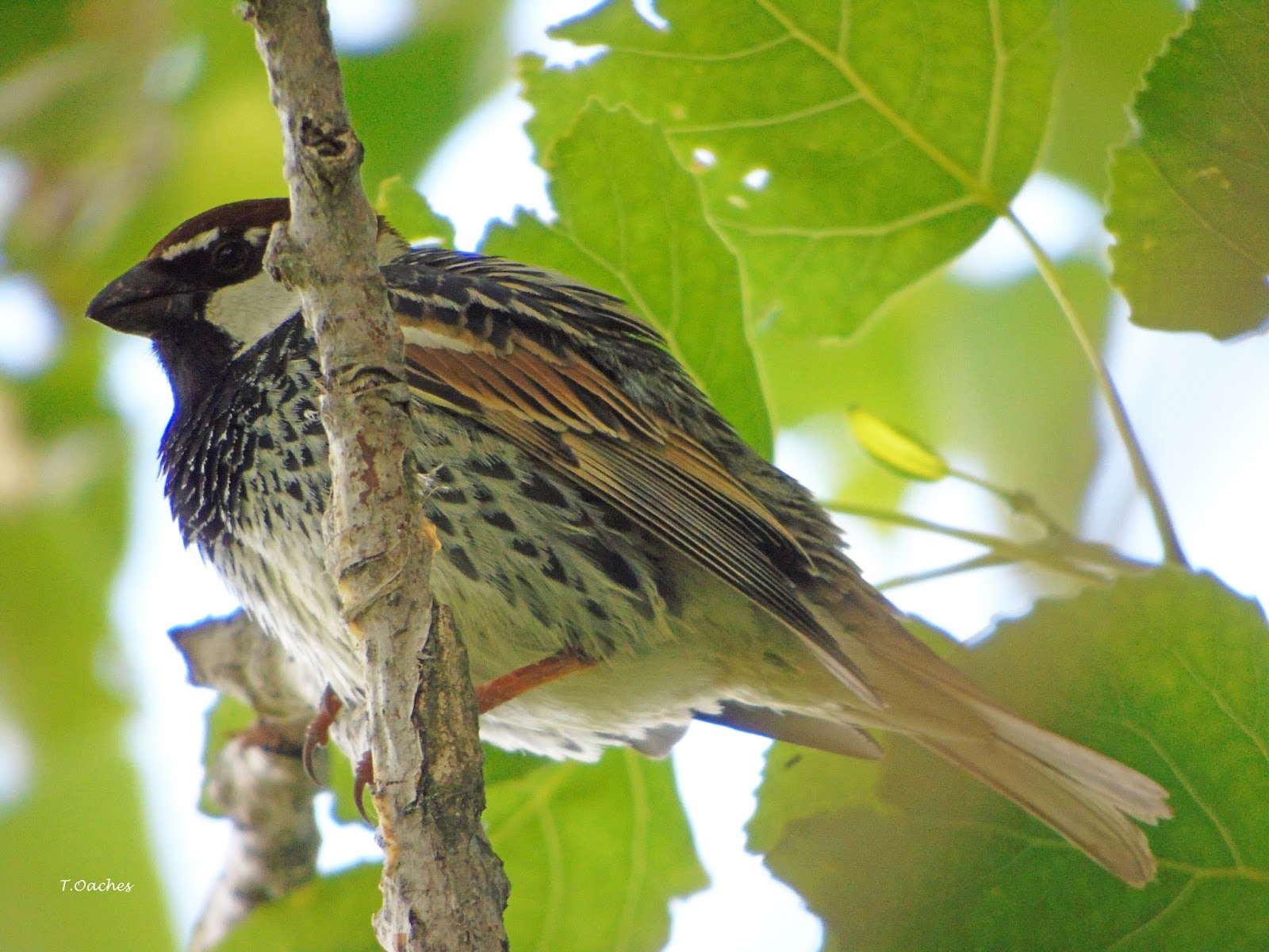 PASARI DIN ROMANIA: VRABIE NEGRICIOASA, Passer hispaniolensis