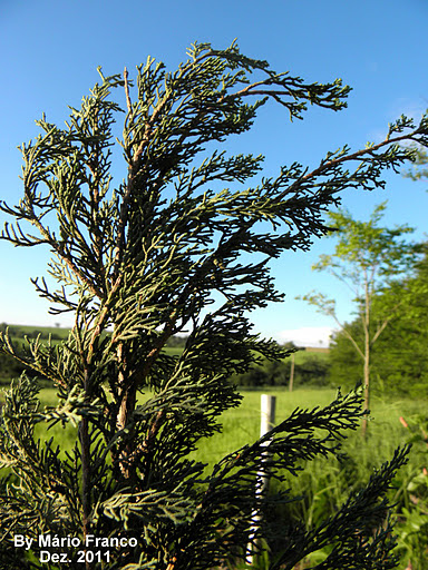 Meu Cantinho Verde: CIPRESTE-ITALIANO - ( Cupressus sempervirens )