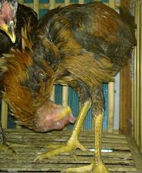 AYAM BANGKOK: PENCEGAHAN PENYAKIT JENGGER BIRU PADA AYAM BANGKOK