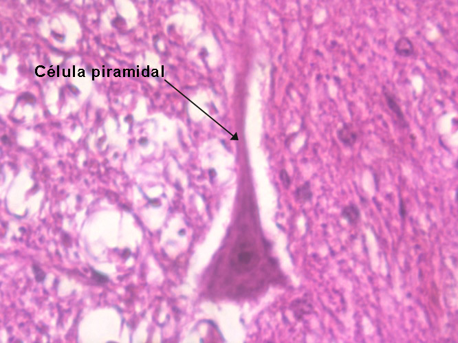 Manual interactivo de morfología celular: Morfología de células ...