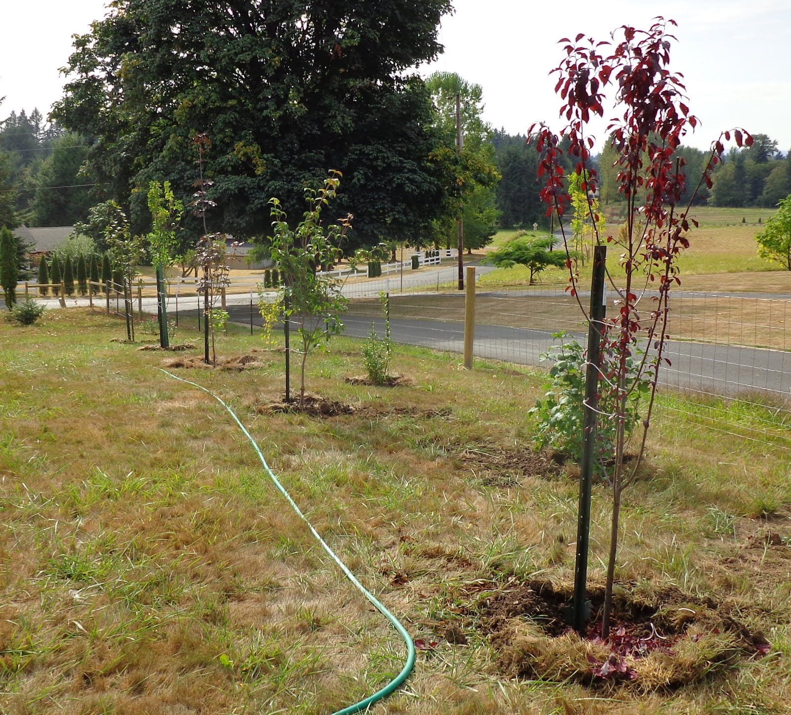 Daniel's Pacific NW Garden: A New Row of Trees