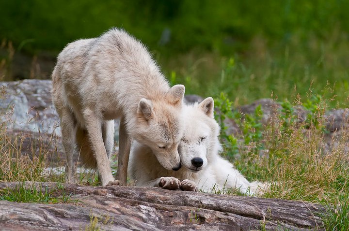 White Wolf : Earliest Spring in over a Century arrives today with the ...