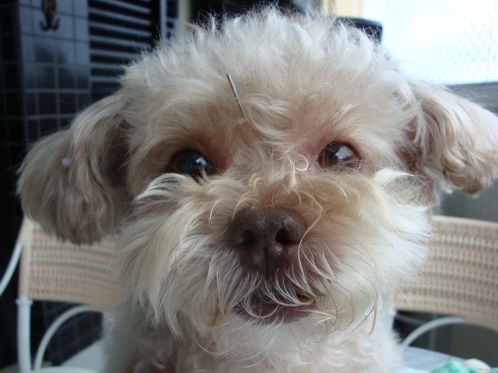 Acupuntura Veterinária: Atopia canina