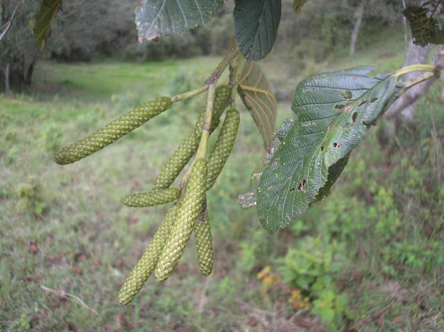 Argentina nativa: Aliso del cerro (Alnus acuminata)