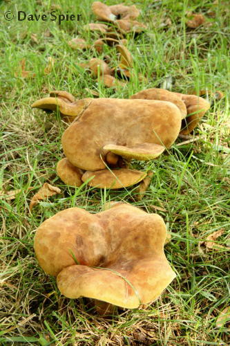 northeast naturalist: Ash-tree Bolete