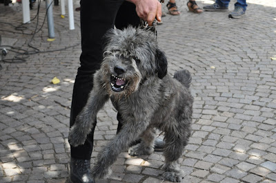 DOG FUNCIONAL: Il Cane di Fonni - Cane fonnese - Pastore fonnese