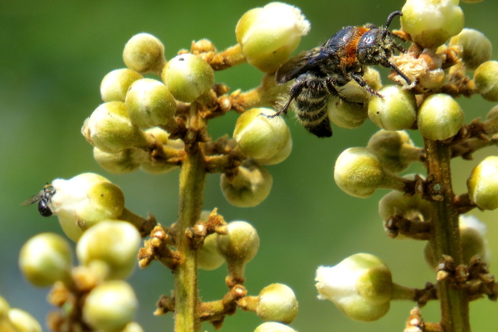 Crowned Eagle Research in KwaZulu-Natal: Aprils Insects