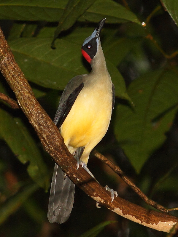 Rockjumper - Worldwide Birding Adventures: Picathartes – Africa’s ...