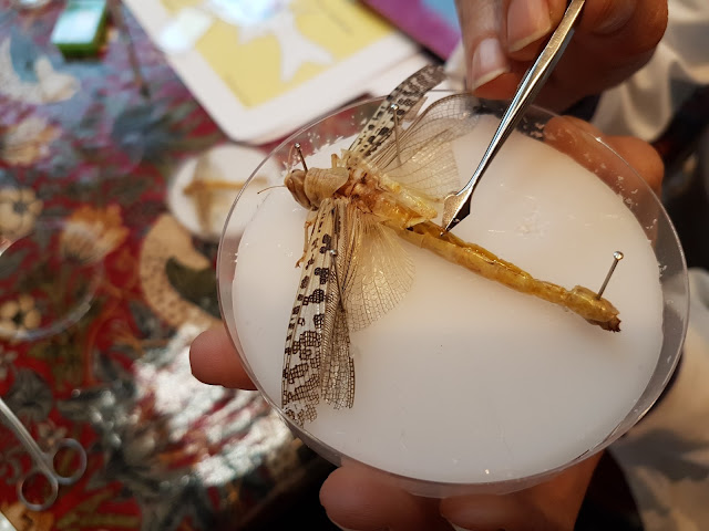 SLHE Science: Locust Dissection