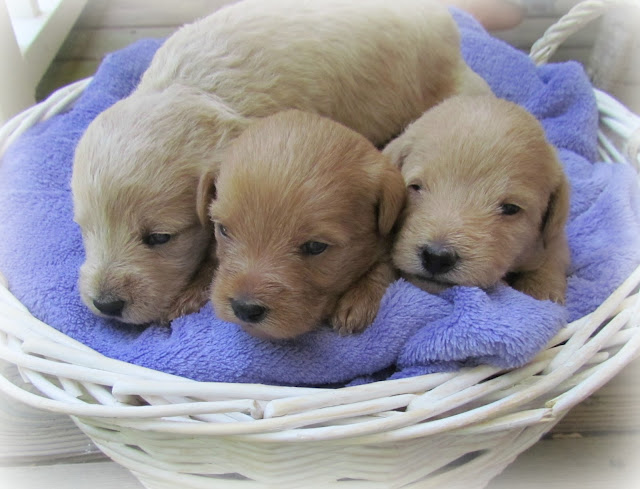 Growing Puppies - Virginia Schnoodle Breeder --Hypoallergenic Dogs: Our ...