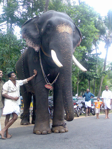 Elephant photos: cherpulassery parthan
