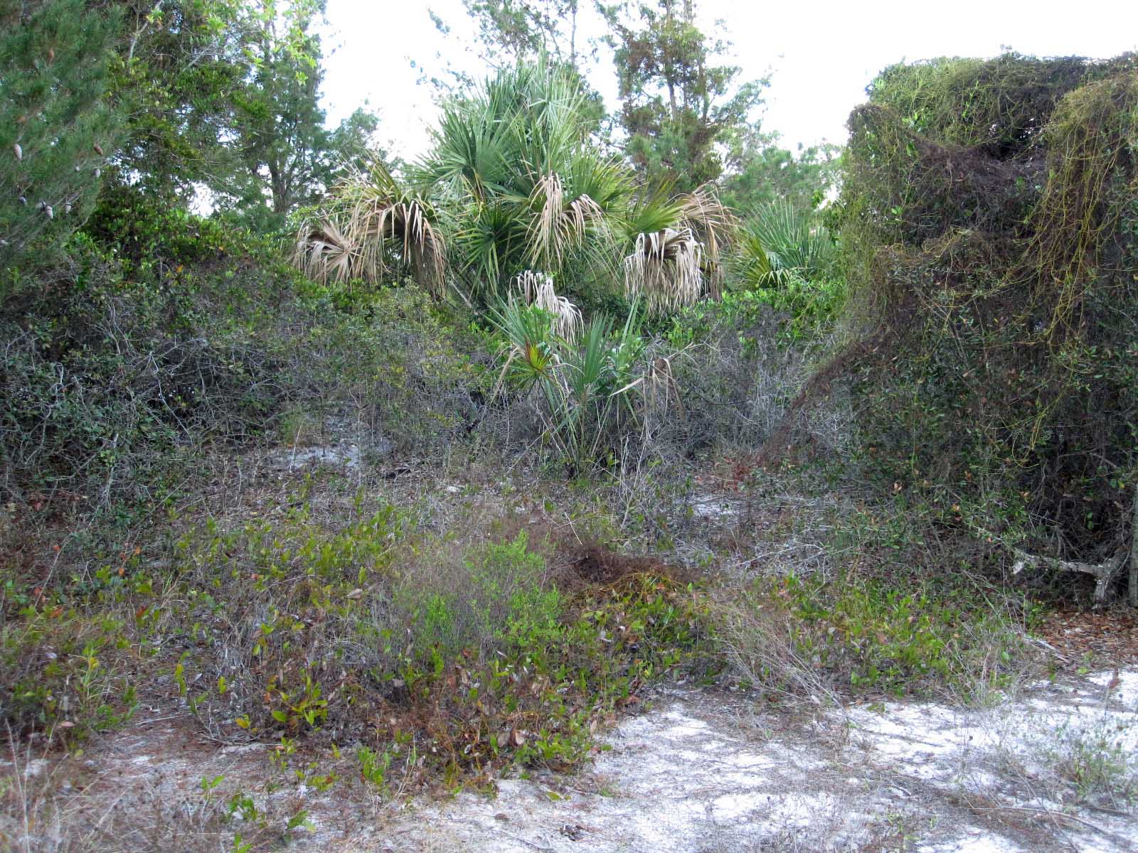 Gardening South Florida Style: Native Florida Sand Pine Scrub Land