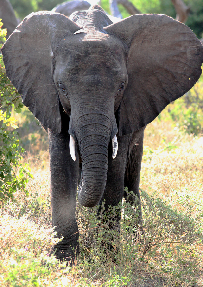 travelswithkathleen: Photographing elephants