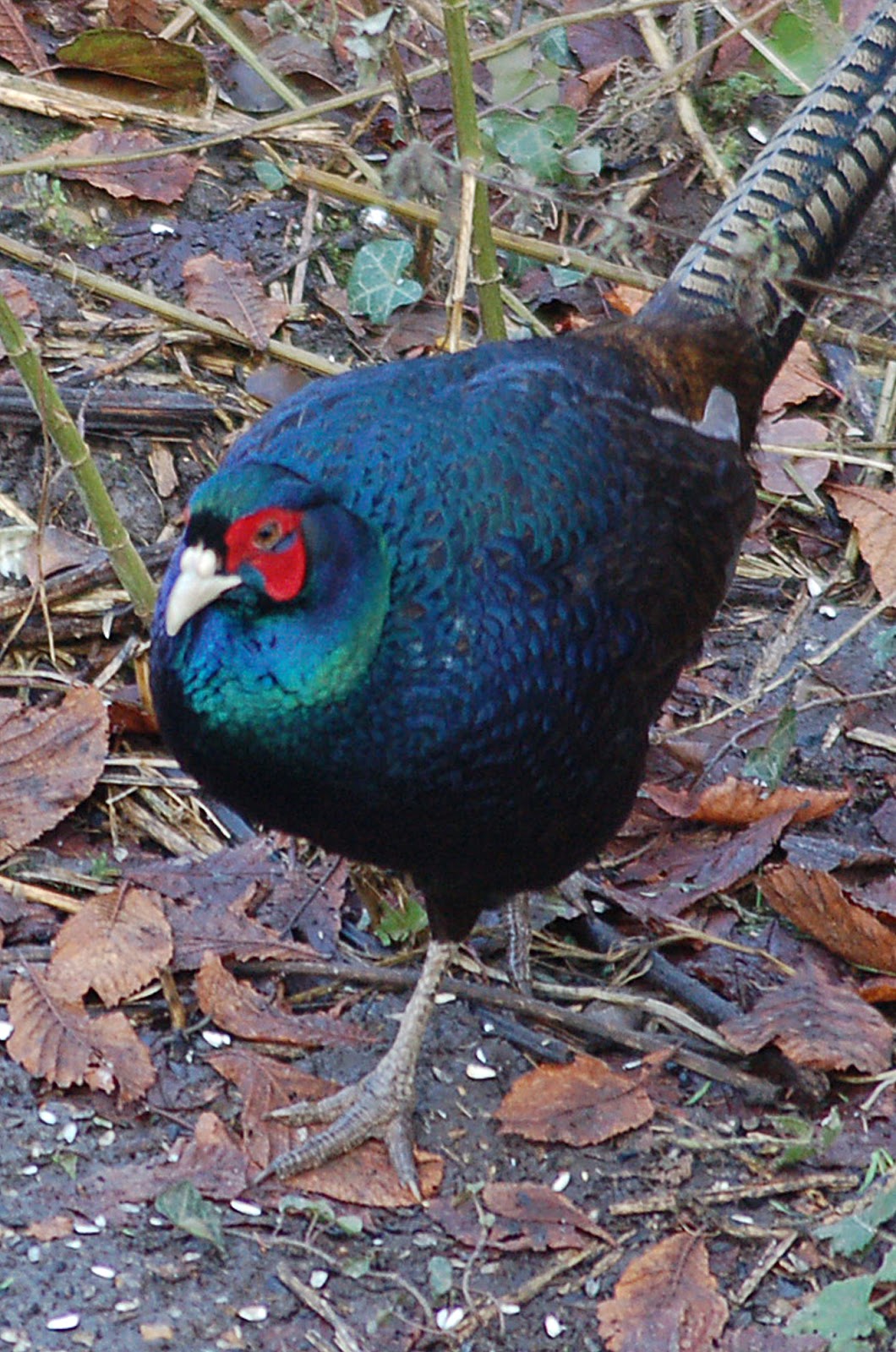 Brian's birding blog: Quick trip to Lea Valley for Bittern