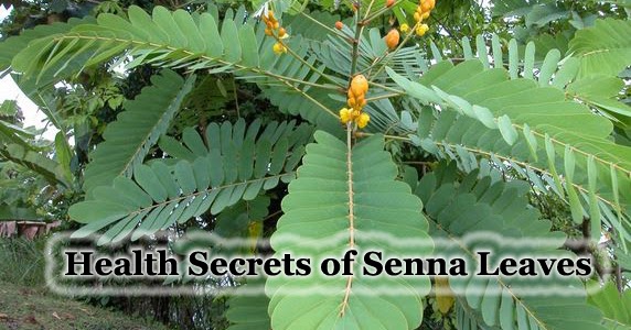Health Secrets of Senna Leaves - Health Blogg