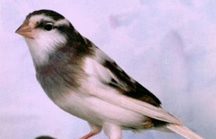 Kenari Panda, Burung Kenari Terbaik Favorit - Blog Romeltea