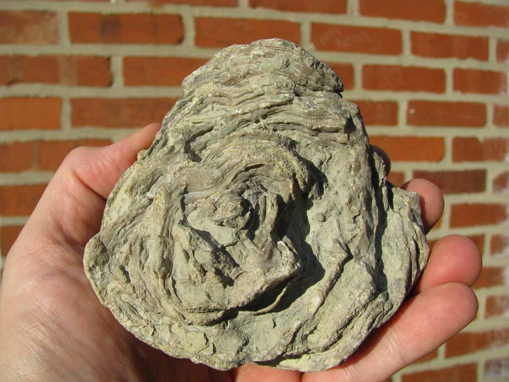 Views of the Mahantango: Heliolites from Gotland, Sweden