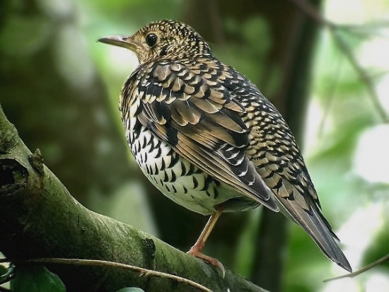 Sri Lankan Endemic Birds: Pethi Gomara Wal Awichchiya - Ceylon Scaly ...