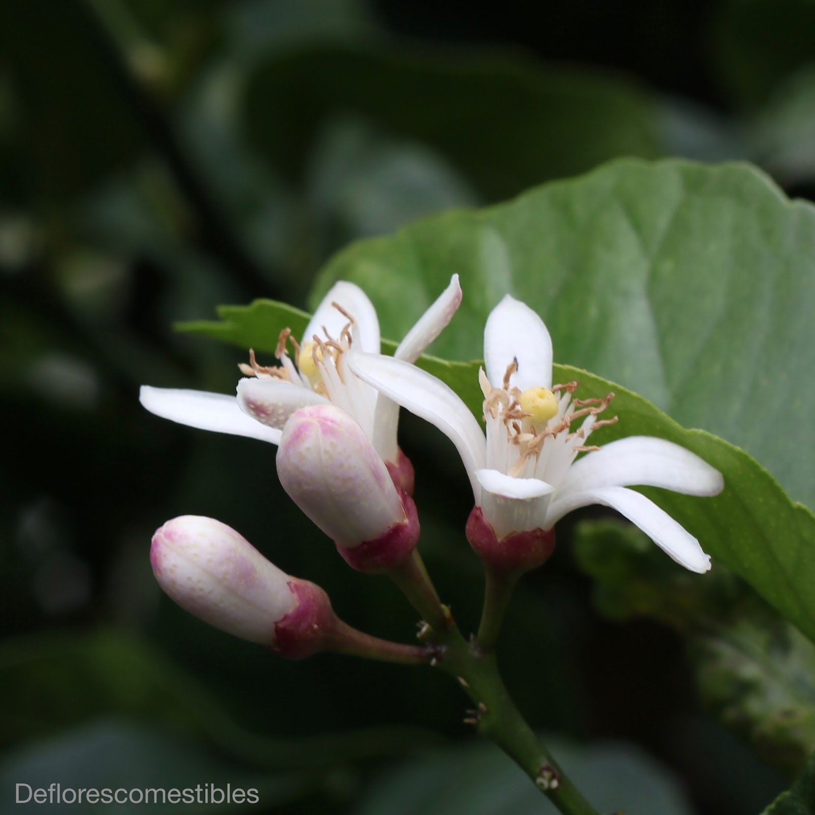 Flor de citricos. Azahar. | De flores comestibles