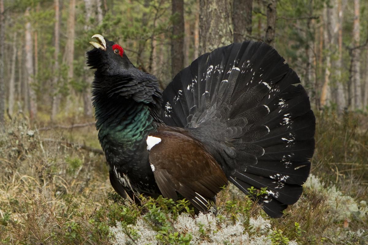 La fauna del Pirineu: El gall fer