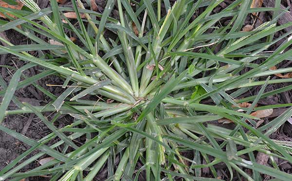 The Amazing Benefits Of This Herbal Grass Can save your Life! | Healthy ...