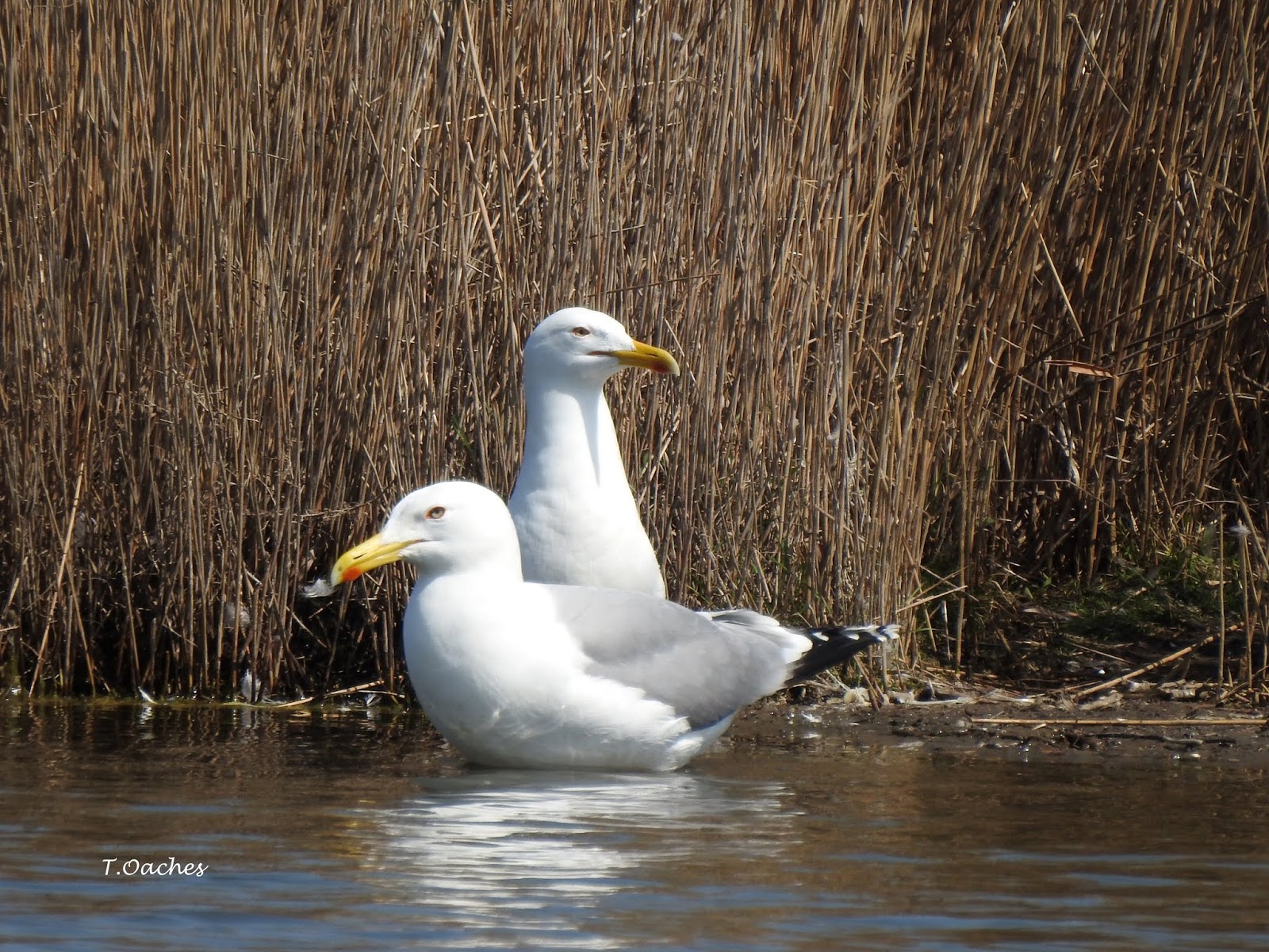 PASARI DIN ROMANIA: PESCARUS PONTIC, Larus cachinnans