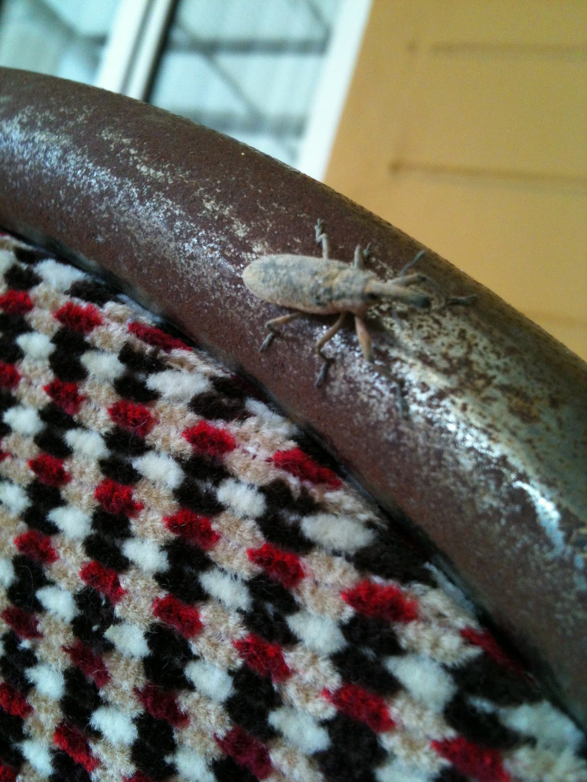 Istanbul's Stranger: Aardvark Precious: The Best Bug Ever