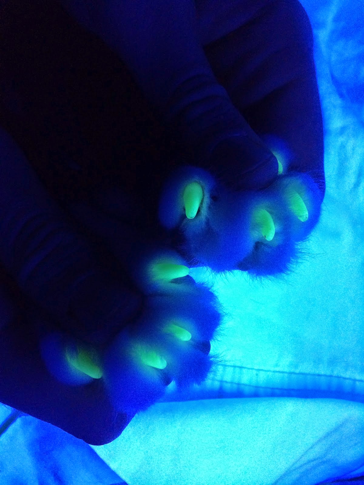 The Art of Science: Glowing Cats